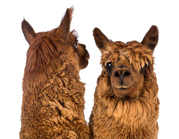 LRMS Animal Insurance - Bloodstock, Farm, Marine, Exotic, Transit